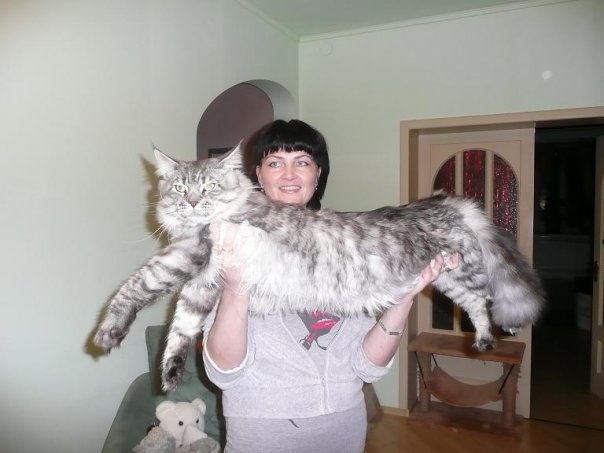 Picture from the wikipedia page for Maine Coon | Helytimes